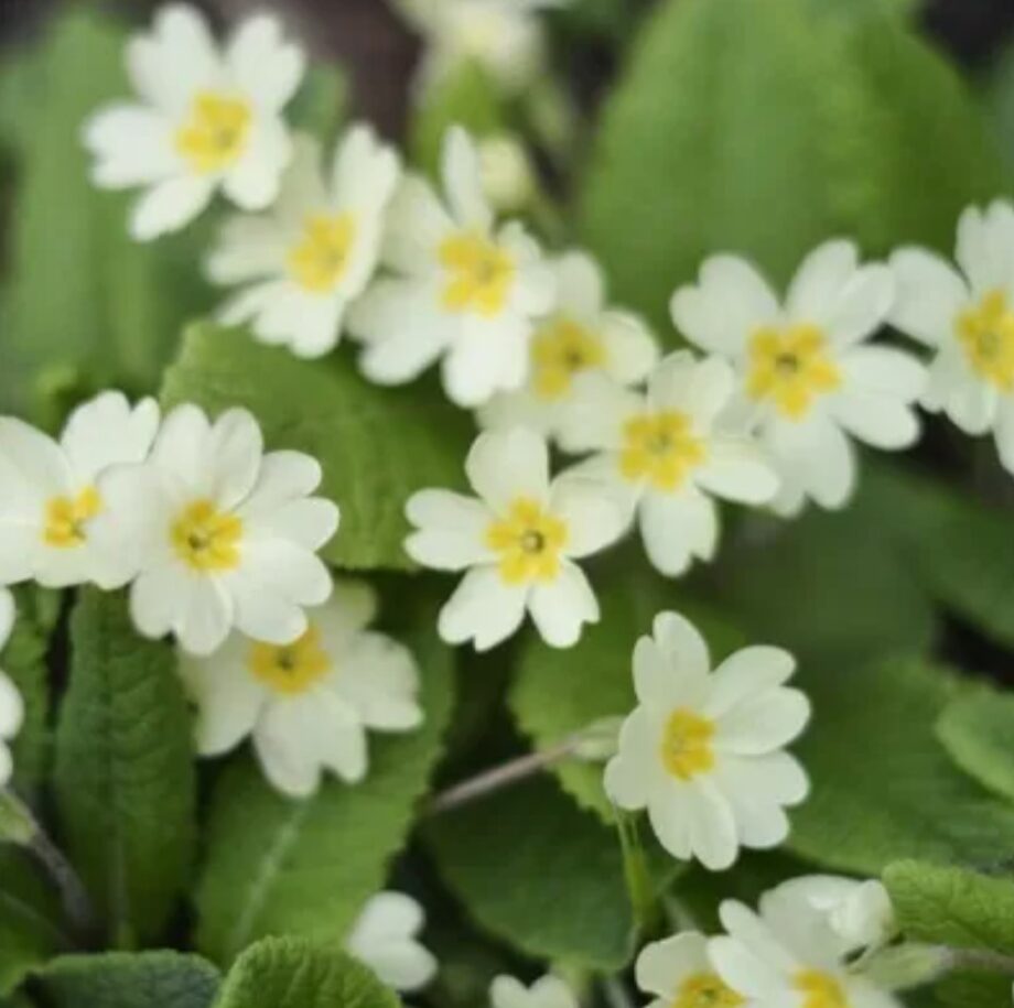 Primrose Fragrance Oil – HerbaromaTrade