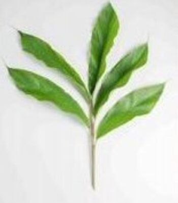 Thai Essential Oil : Wan Sao Long Oil – HerbaromaTrade