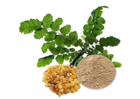 BOSWELLIA SERRATA EXTRACT – HerbaromaTrade