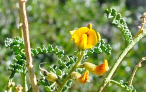 Paramela – HerbaromaTrade