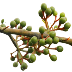 Litsea Cubeba Oil – HerbaromaTrade